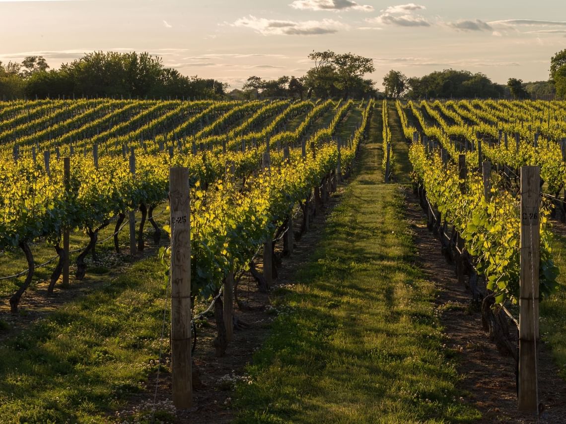 Tenuta Poggio alla Sala winery | Precise Tale Poggio Alla Sala