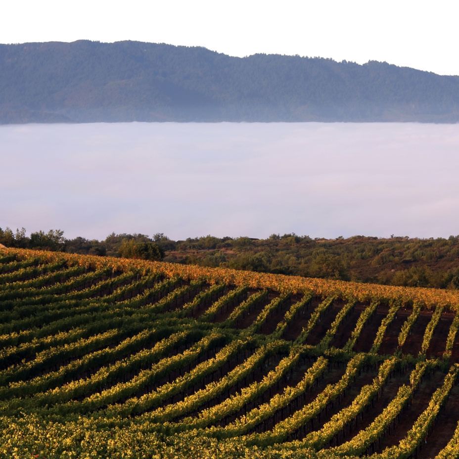 Afternoon Tea Near Raleigh, NC - The Umstead Resort & Spa