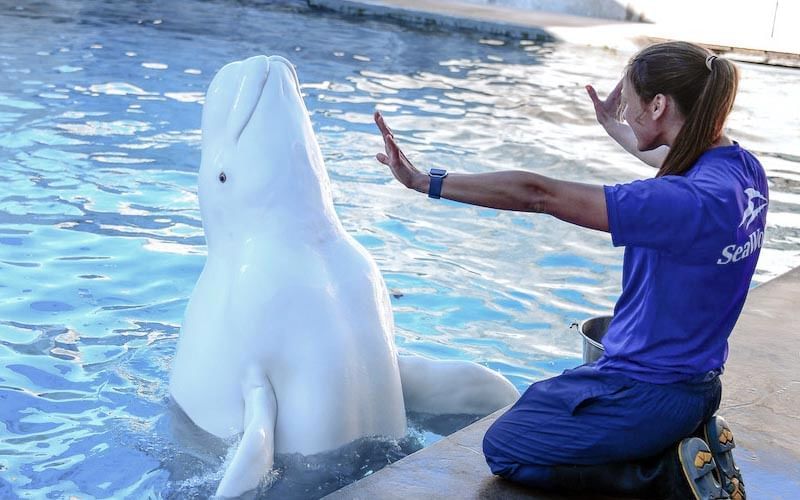 Go Behind the Scenes at SeaWorld Orlando