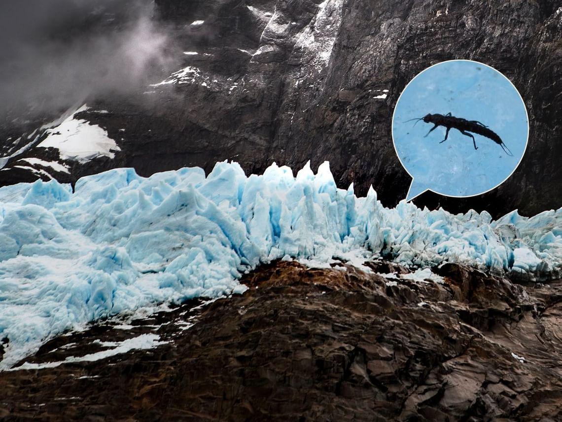 The “Patagonian Ice Dragon” Abides: Rare Creatures in the Chilean Wilds ...