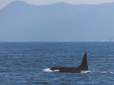 Whale Watching Tours | Local Attractions near Huntingdon Hotel and Suites