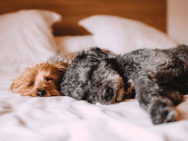 V.I.P. – Very Important Pet Package | Portland Harbor Hotel