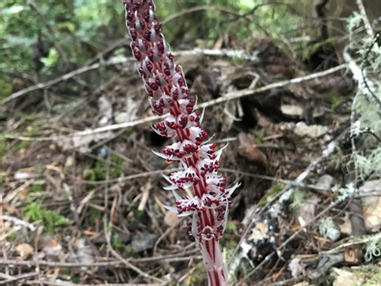 Mycotrophic Plants - Alderbrook Blog
